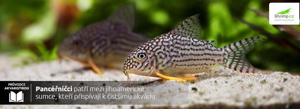 Akvarijní ryby - druhy a jejich nejznámější skupiny