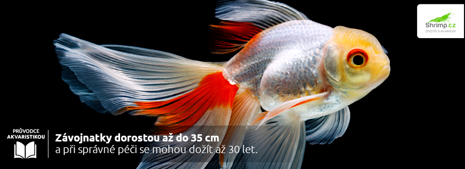 Akvarijní ryby - druhy a jejich nejznámější skupiny