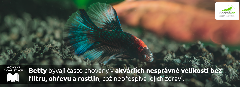 Vhodné akvárium a podmínky pro bojovnice