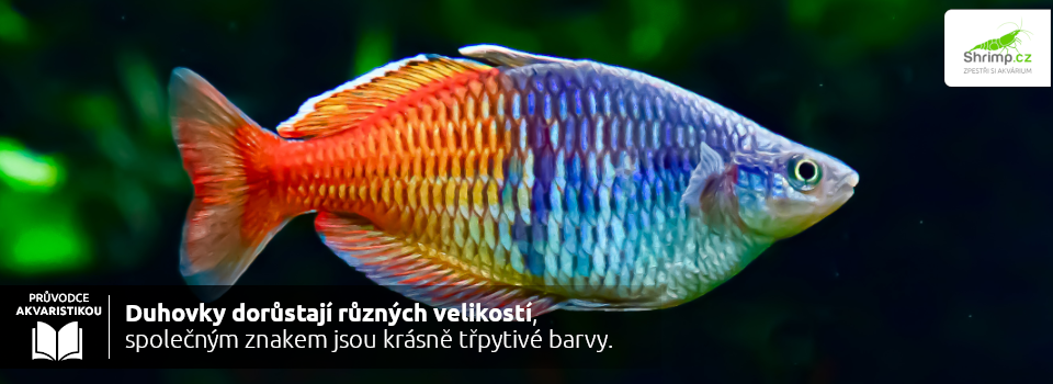 Akvarijní ryby - druhy a jejich nejznámější skupiny