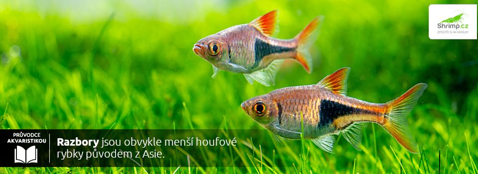 Akvarijní ryby - druhy a jejich nejznámější skupiny