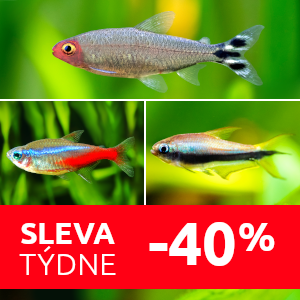 AKVARIJNÍ RYBIČKY - rychlé dodání a výhodné ceny