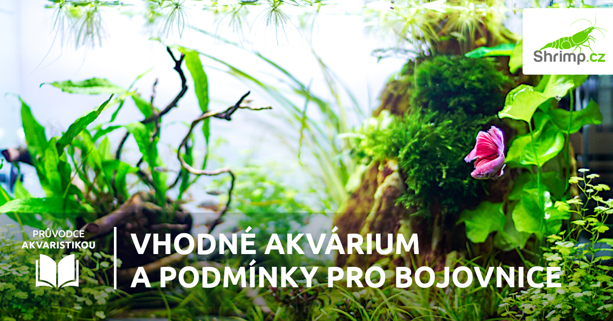 Vhodné akvárium a podmínky pro bojovnice