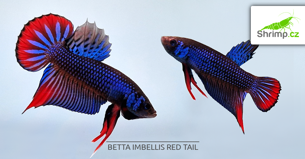 Bojovnice nebojovná red tail - samec