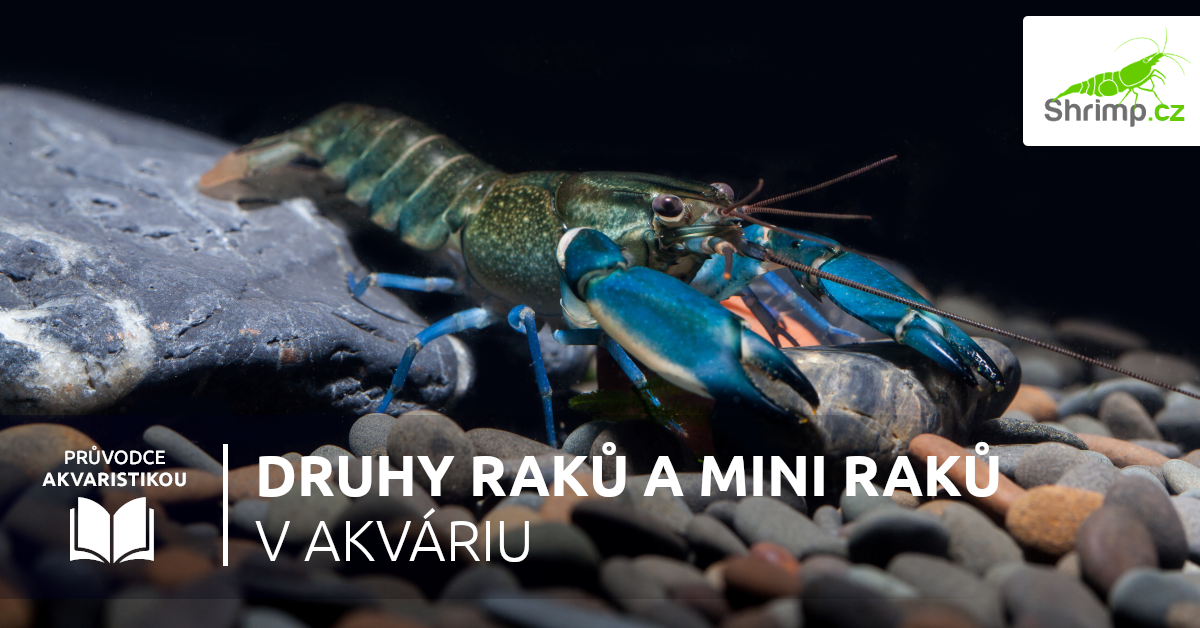 Druhy raků a mini raků v akváriu