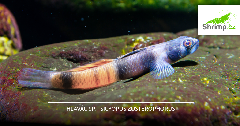 Hlaváč zosterophorus - Sicyopus zosterophorus