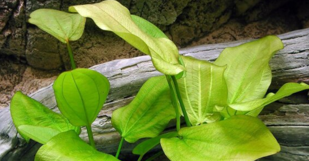 Echinodorus Harbich Red - košík