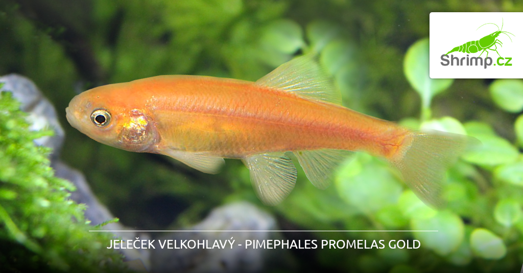 Jeleček velkohlavý - Pimephales promelas gold