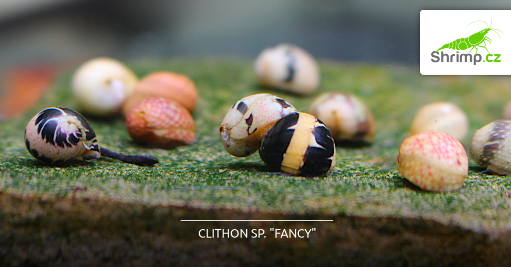 Plž Clithon sp. "Fancy"