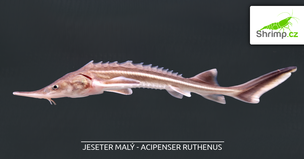 Jeseter malý - Acipenser ruthenus (DO JEZÍRKA)