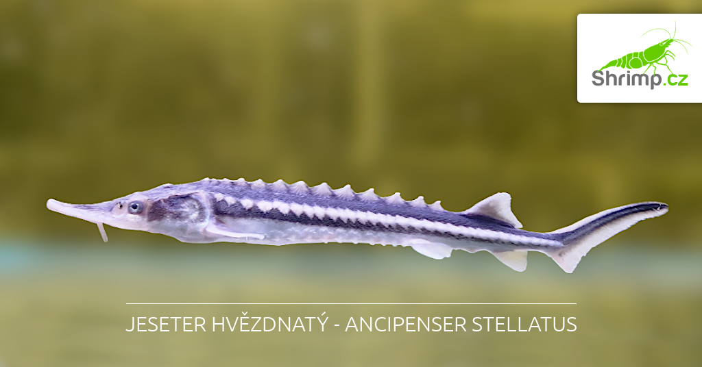 Jeseter hvězdnatý - Acipenser stellatus (DO JEZÍRKA)