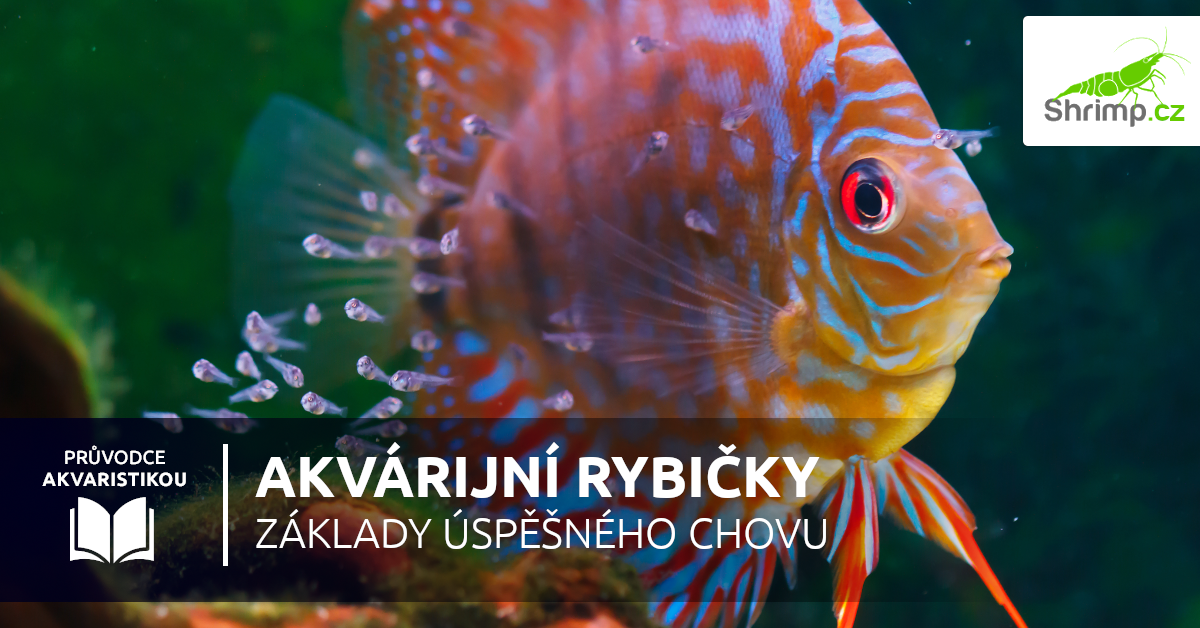 Základy chovu akvarijních ryb