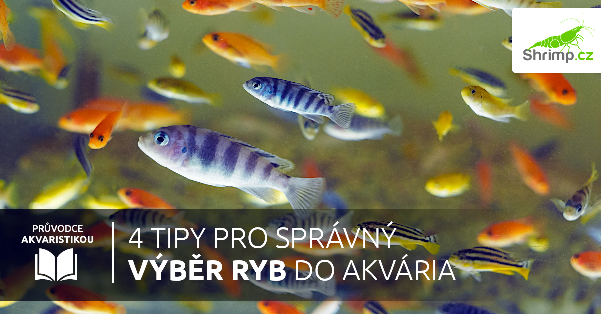 4 tipy pro správný výběr ryb do akvária