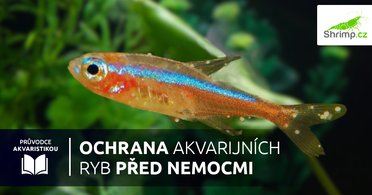 Jak ochránit akvarijní ryby před nemocemi?