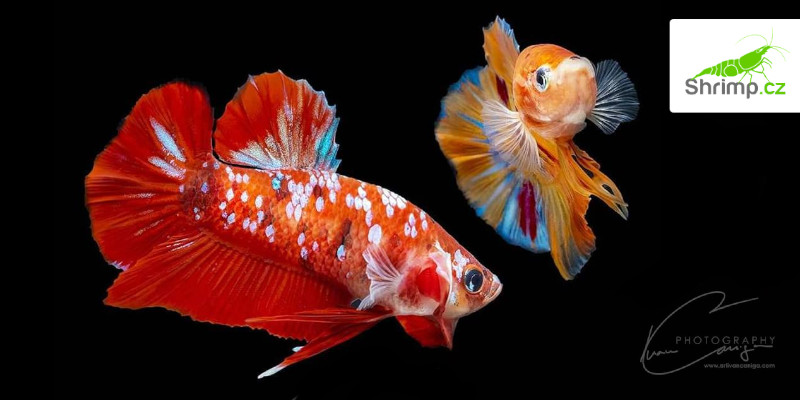 Bojovnice - Betta Splendens