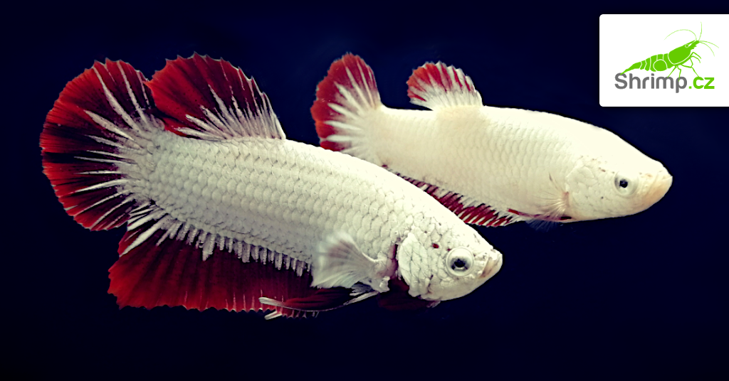 Bojovnice - Betta Splendens
