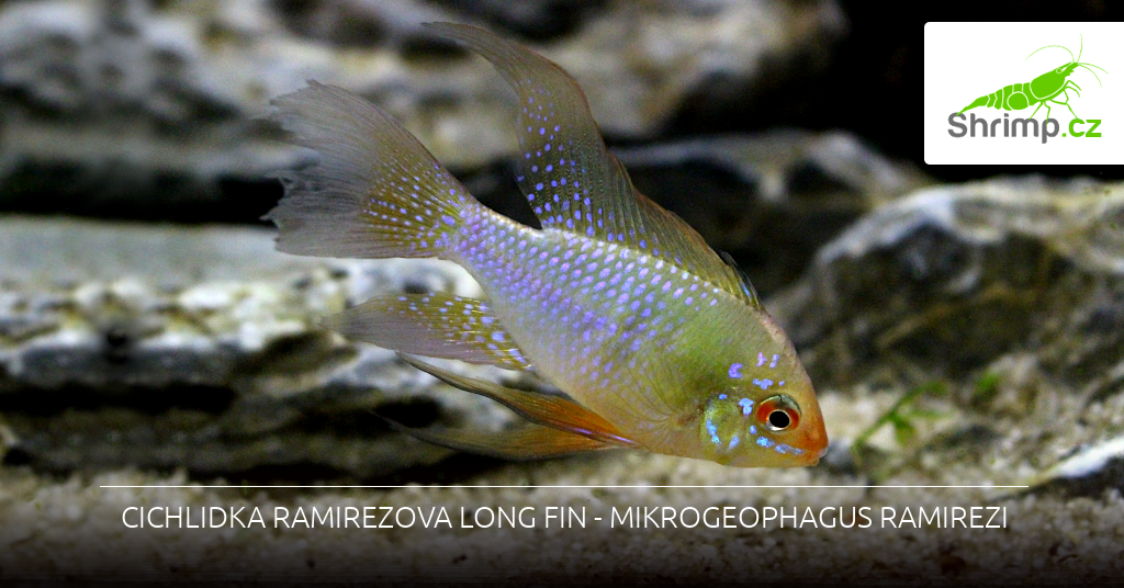 Cichlidka Ramirezova long fin