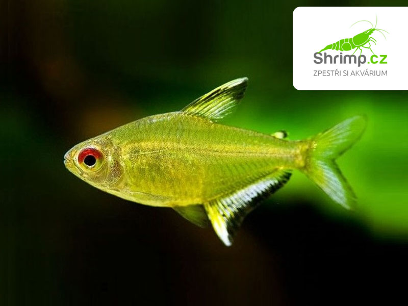Tetra citrónová - Hyphessobrycon pulchripinnis