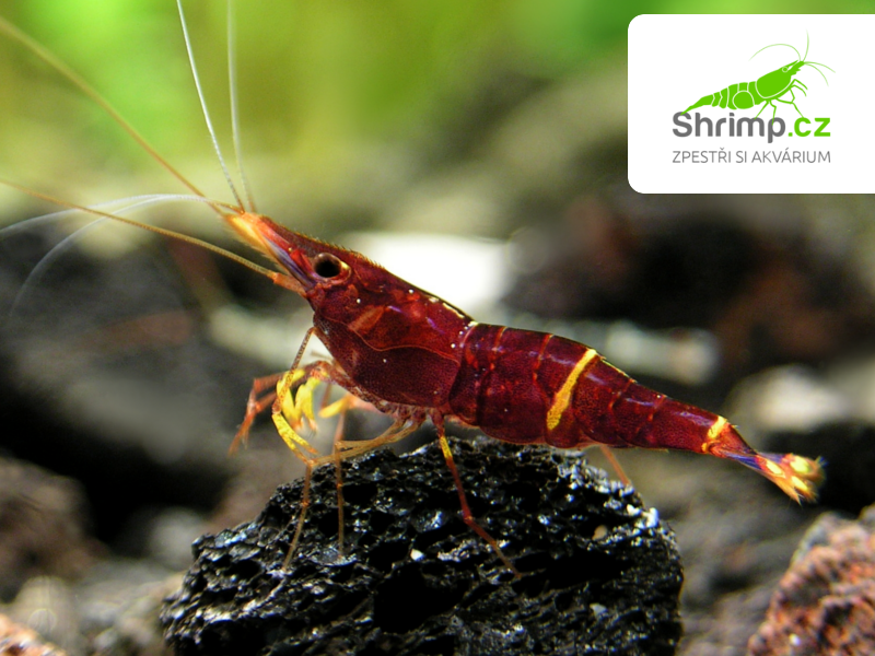 Sulawesi Yellow Cheek - Caridina spinata