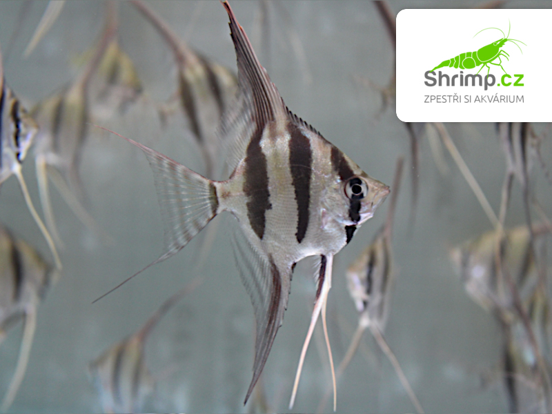 Skalára Altum Orinoko - Pterophyllum altum orinoco