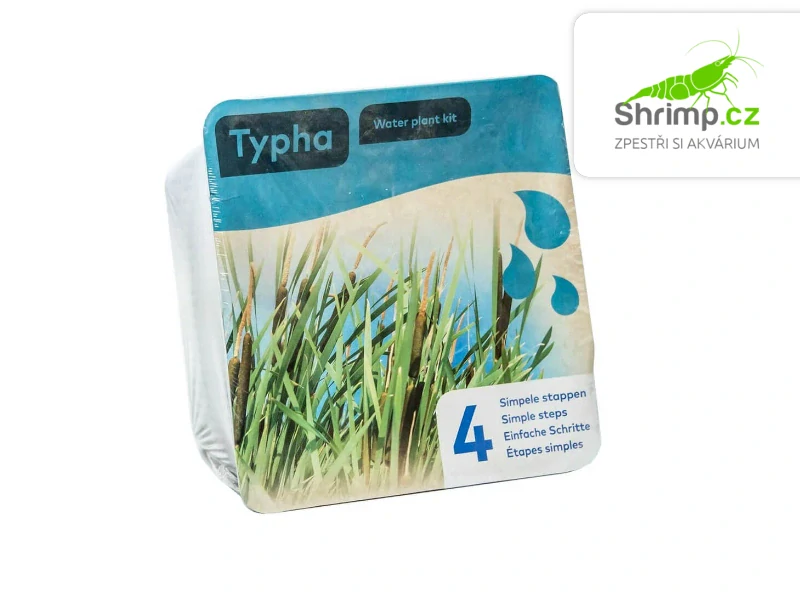 Typha latifolia – blistr