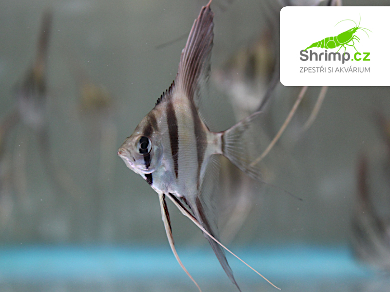 Skalára Altum Orinoko - Pterophyllum altum orinoco